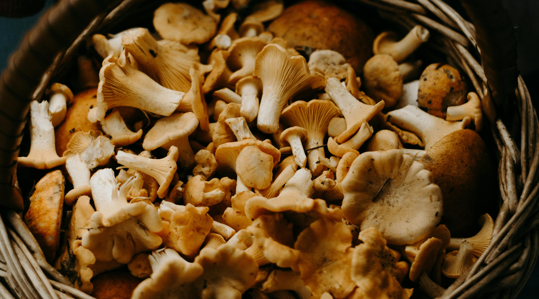 The Types of Edible Mushrooms in Colorado – Ethereal Gold Dispensary