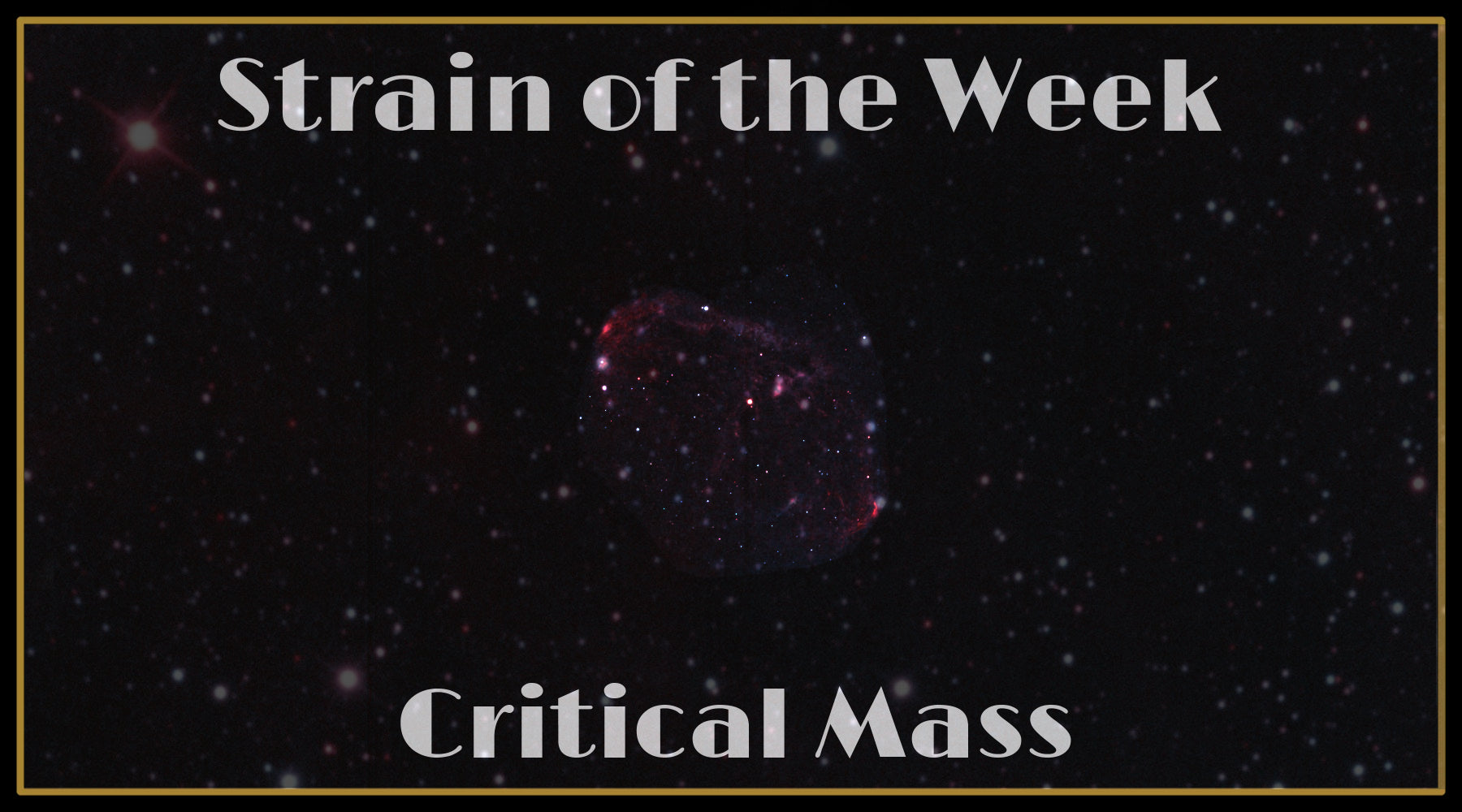 Strain of the Week: Critical Mass – Ethereal Gold Dispensary