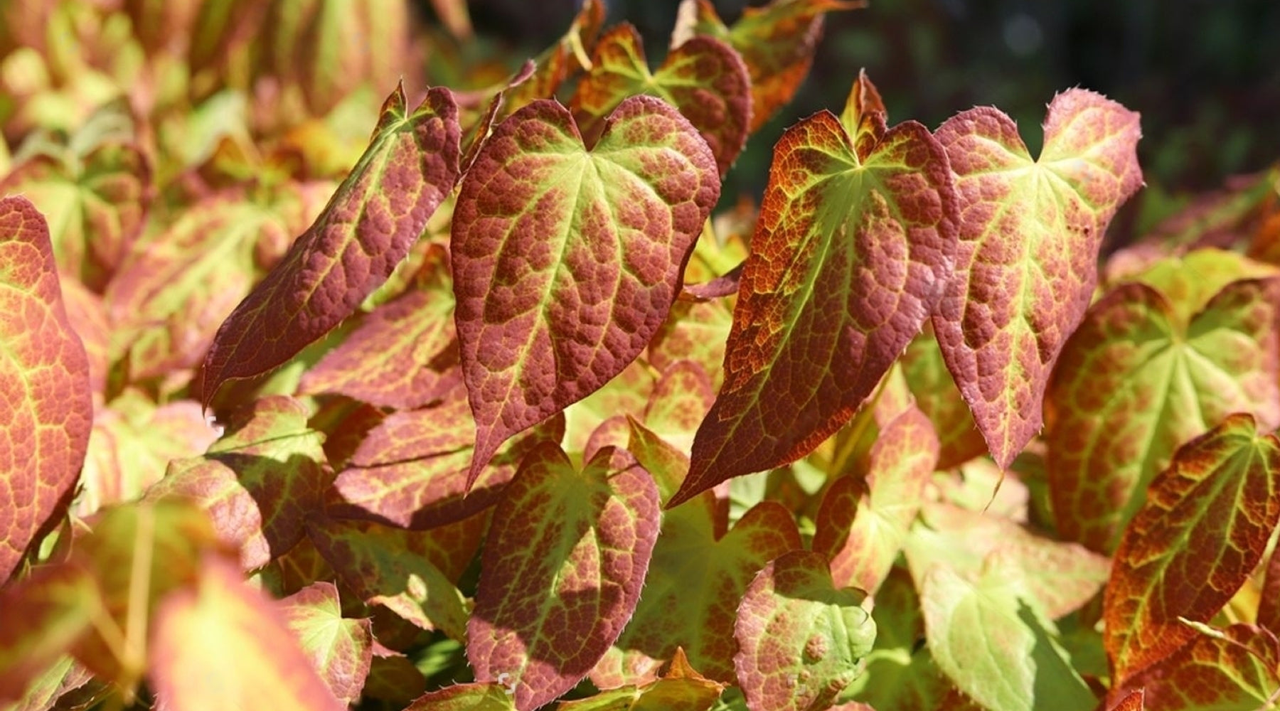 What is Horny Goat Weed? | Sexual Health & More – Ethereal Gold Dispensary